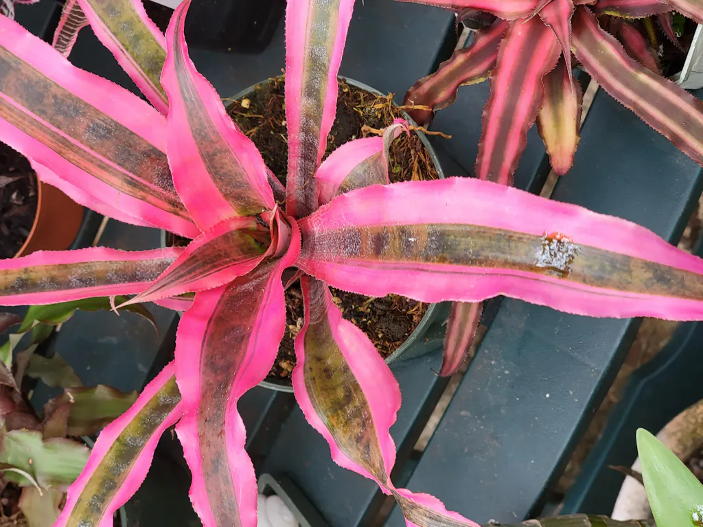 BROMELIADS – Tropiflora