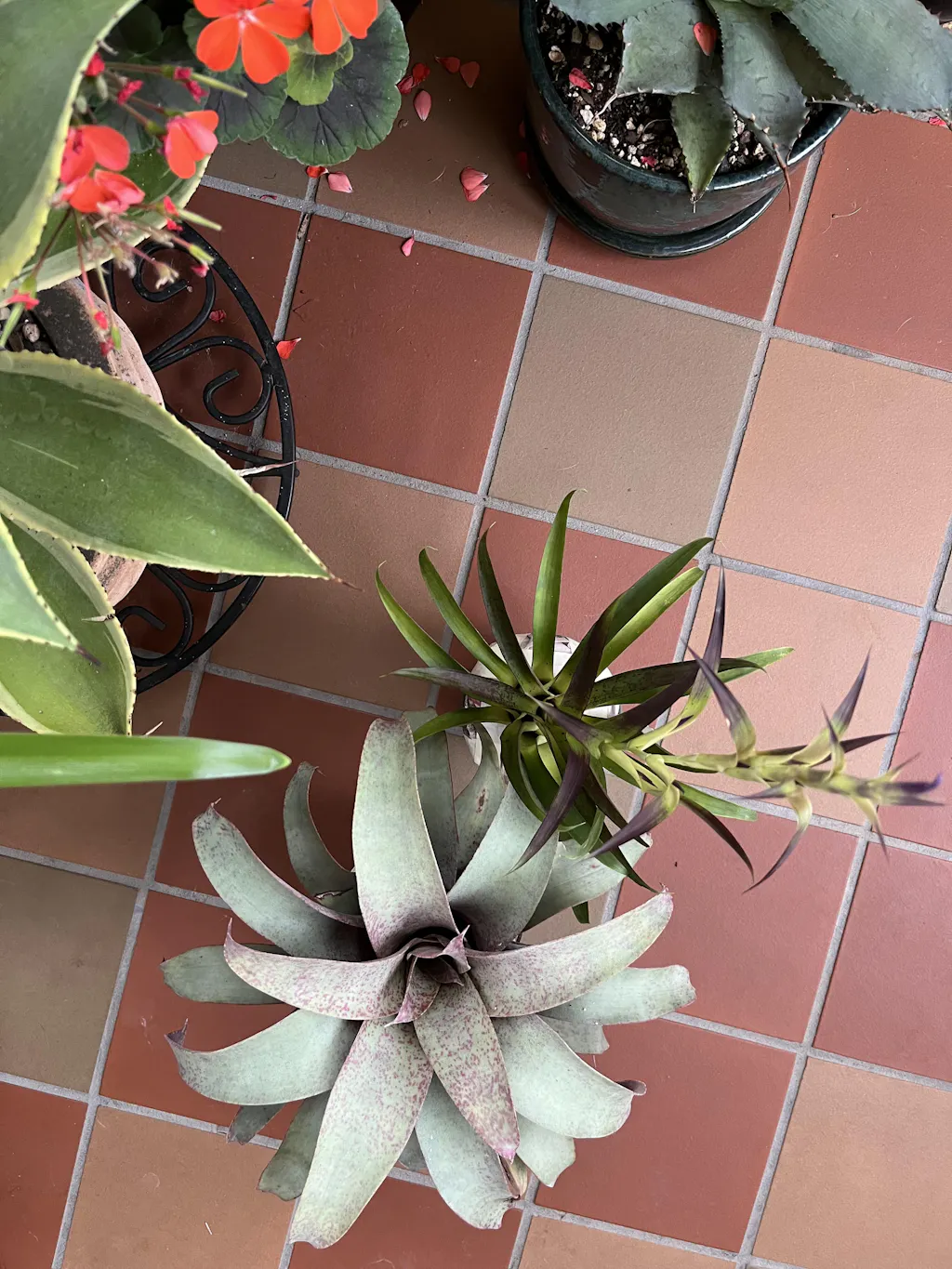 BROMELIADS – Tropiflora