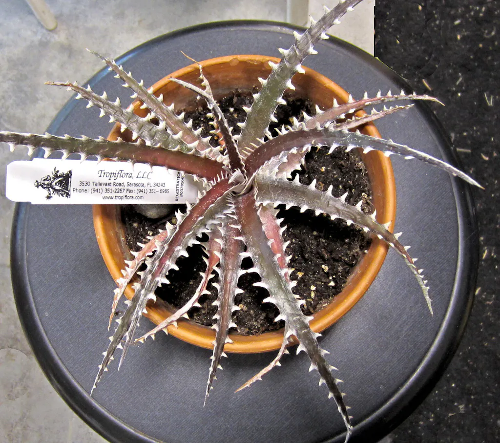 BROMELIADS – Page 2 – Tropiflora