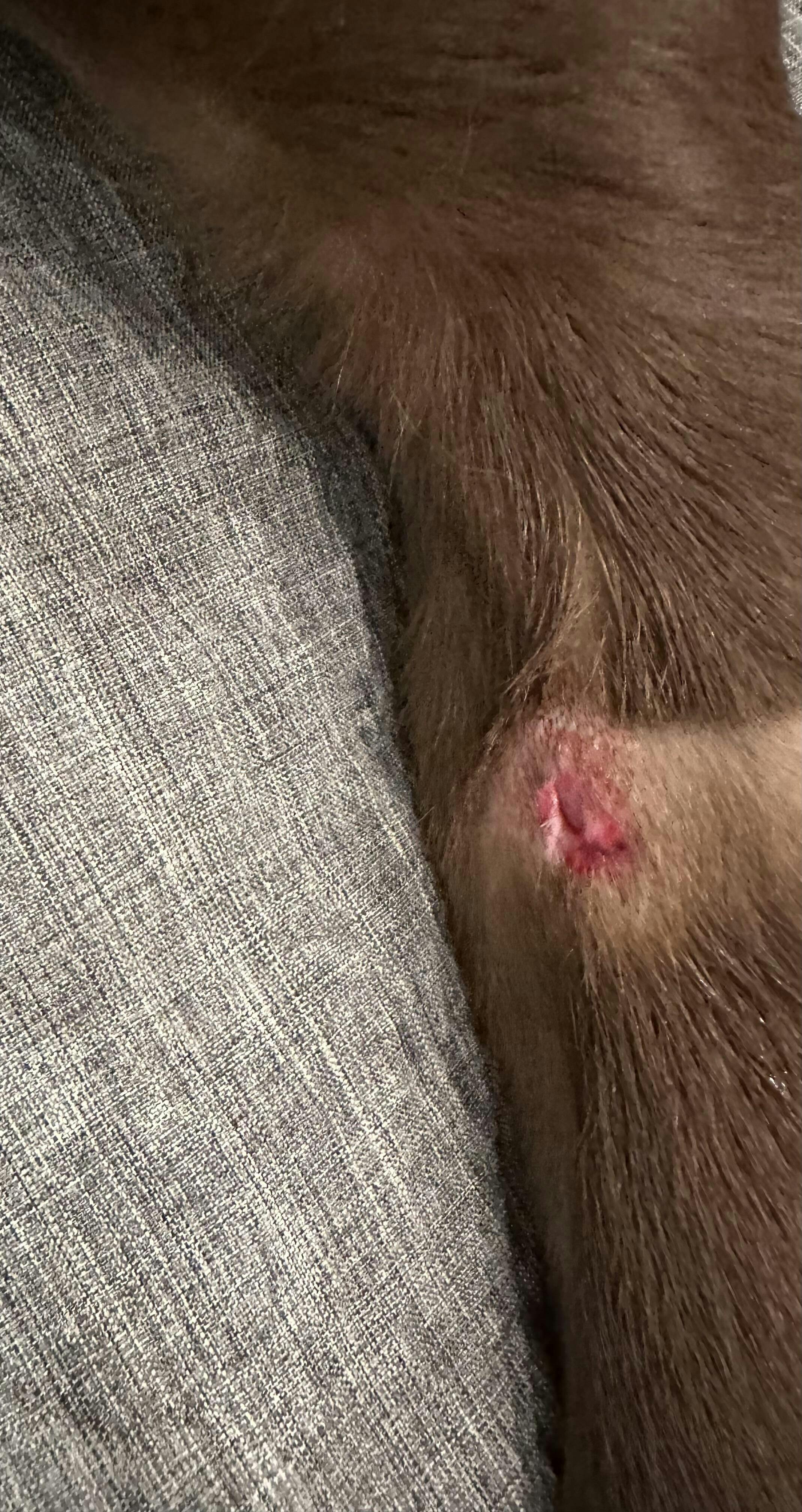 Pet+ Wound Care – TryHypo