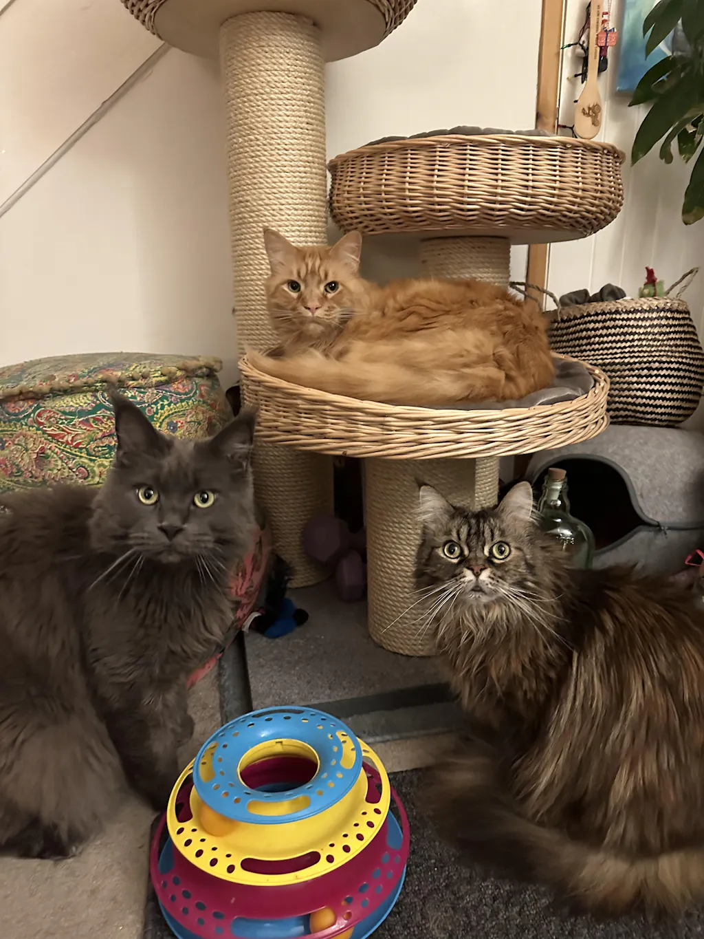 Triple Cat Scratching Tower | Luxury Cat Tower – TT Luxury Cat Towers