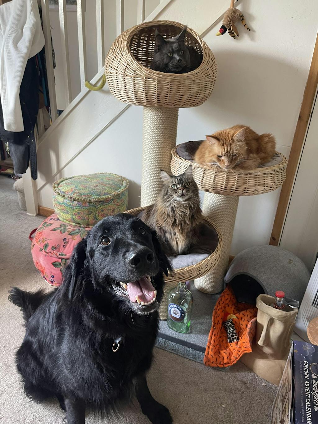 Triple Cat Scratching Tower | Luxury Cat Tower – TT Luxury Cat Towers