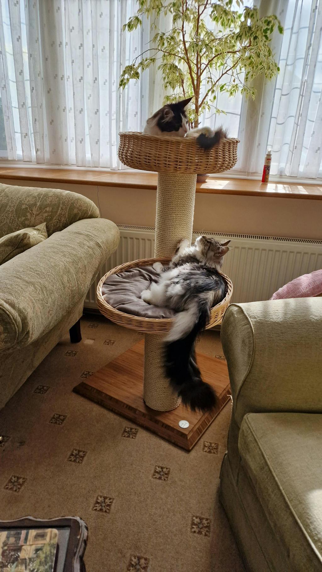 Luxury Cat Scratching Towers - Cat Trees – TT Luxury Cat Towers