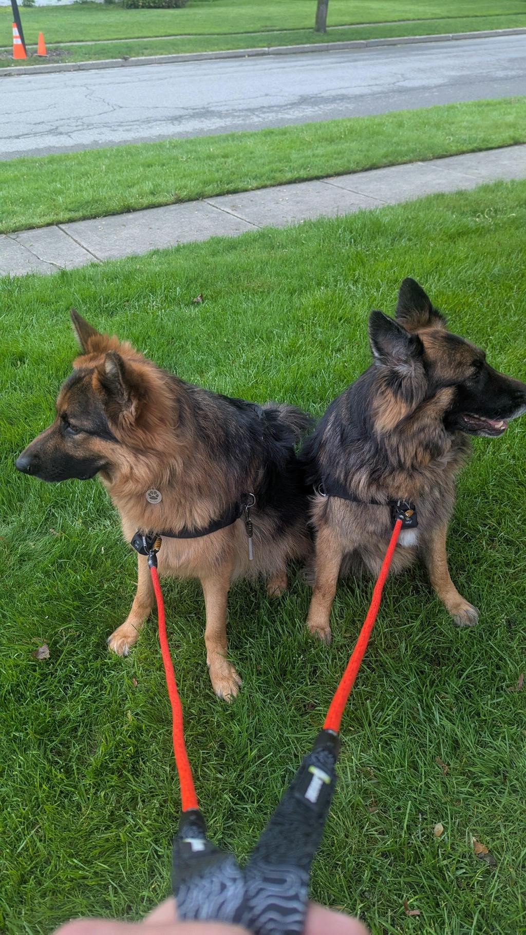 Rope Dog Leash with Auto-Locking Carabiner – 9.8mm Mammut | Blood Red ...