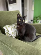 Tab Horizontal Scratching Post – tuft + paw