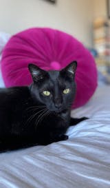 Tab Horizontal Scratching Post – tuft + paw