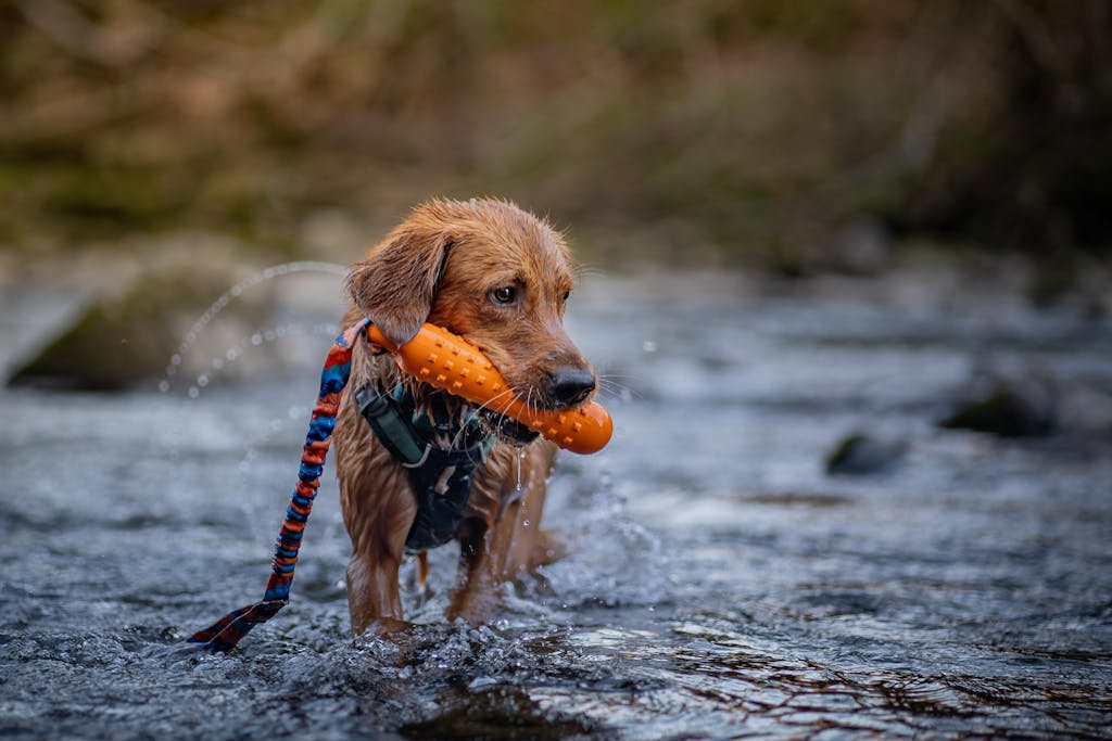 BOB - The 3-in-1 Dog Dummy | Tug-E-Nuff
