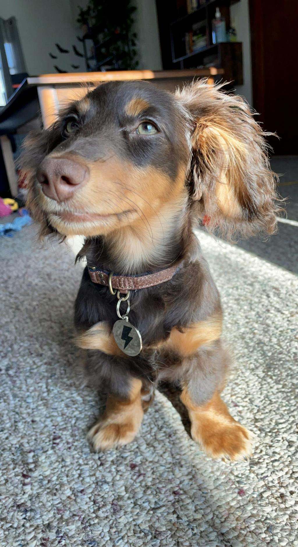 Lightning Bolt - Silver & Black - Pet ID Tag – Two Tails Pet Company