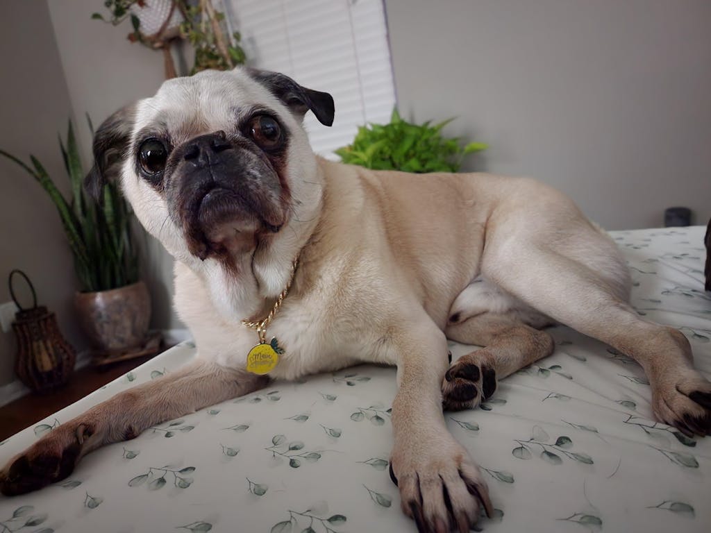 Main Squeeze Pet ID Tag – Two Tails Pet Company