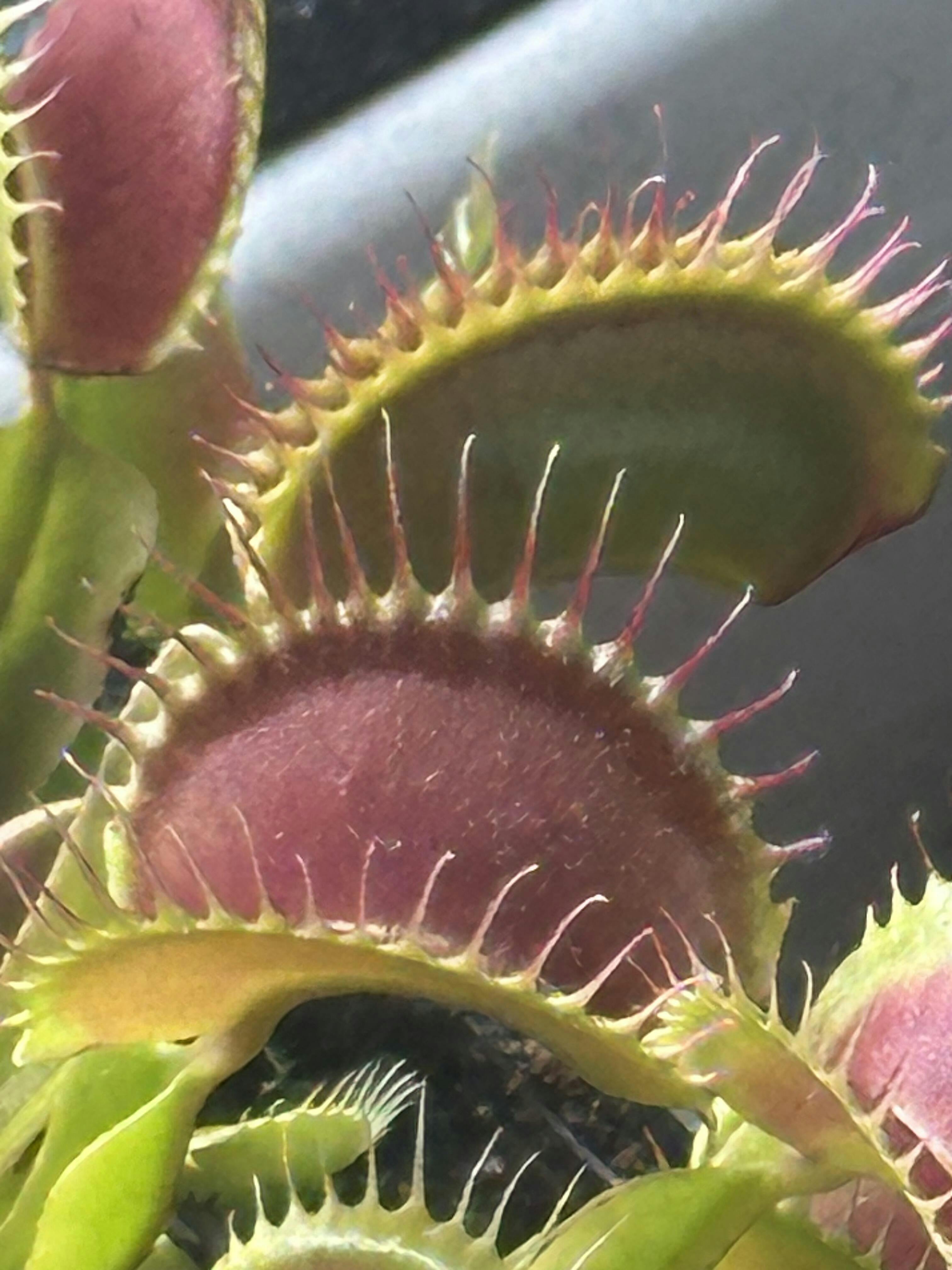 Ube powder (USDA Organic) – Ube Superfood