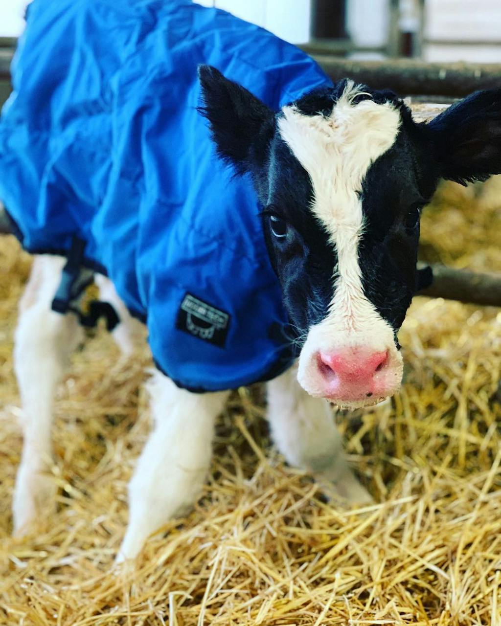 Calf Blanket - Calf Jacket – Udder Tech, Inc.