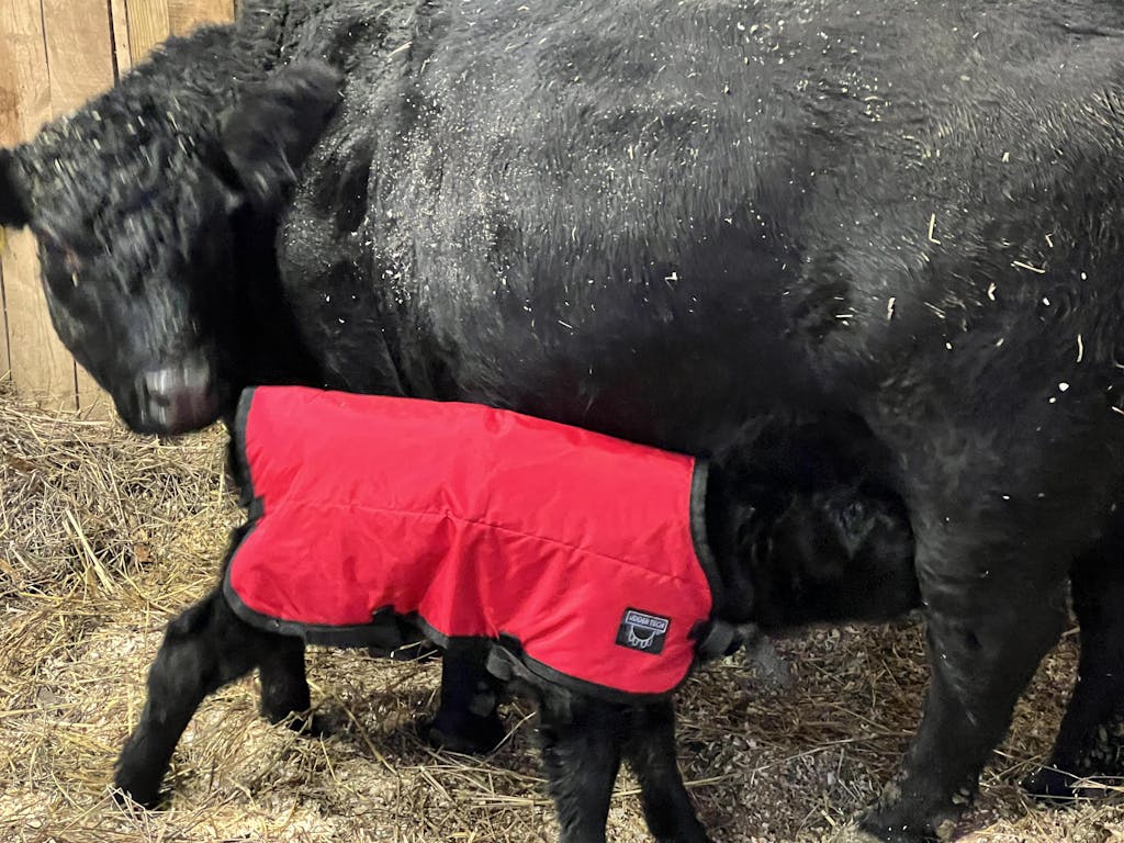 Calf Blanket - Calf Jacket – Udder Tech, Inc.