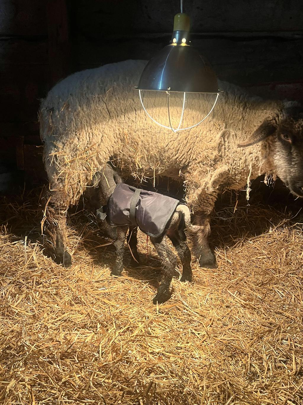 Udder Tech Bibbed Overalls - Waterproof – Udder Tech, Inc.