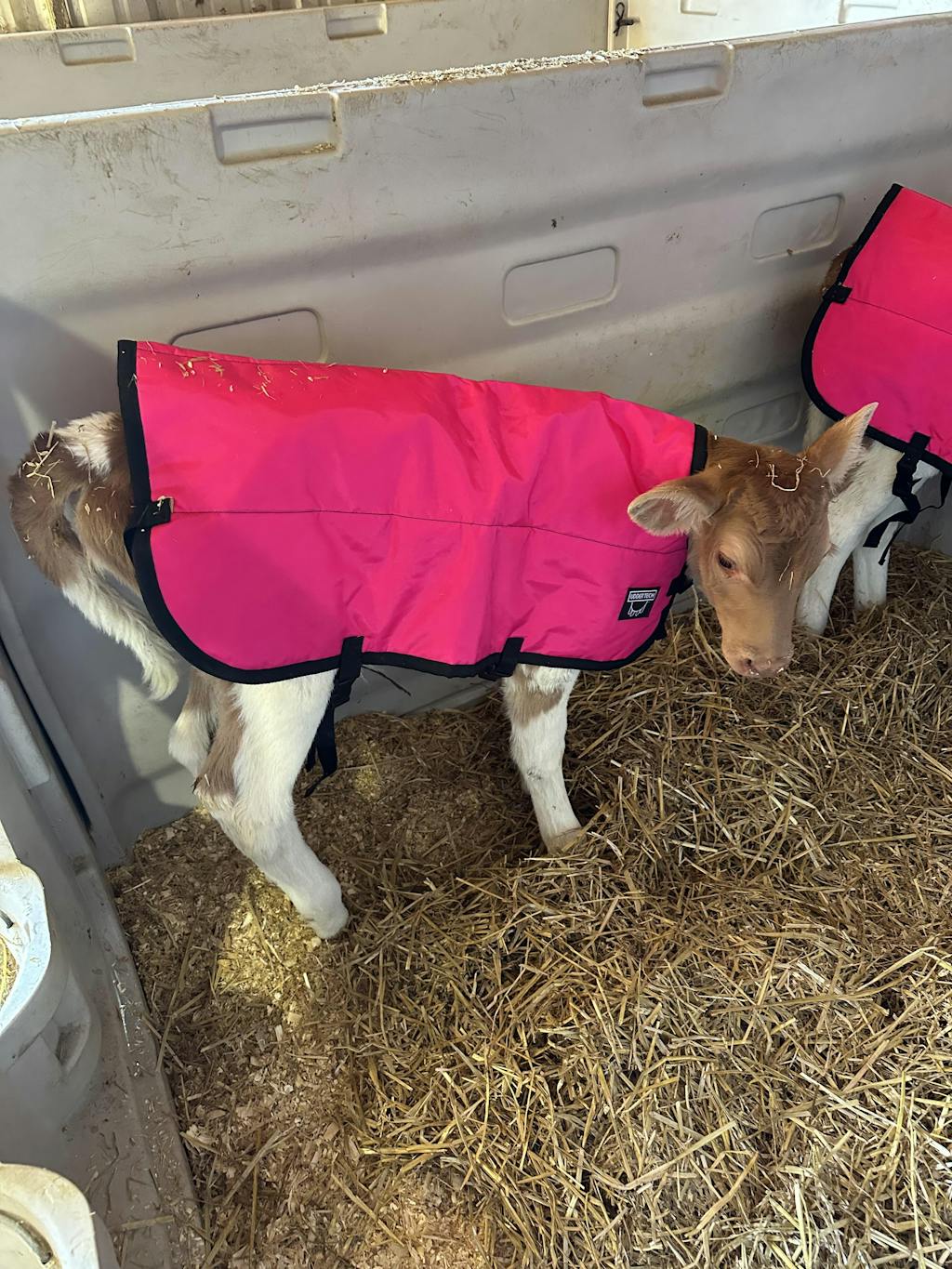 Calf Blanket - Calf Jacket – Udder Tech, Inc.