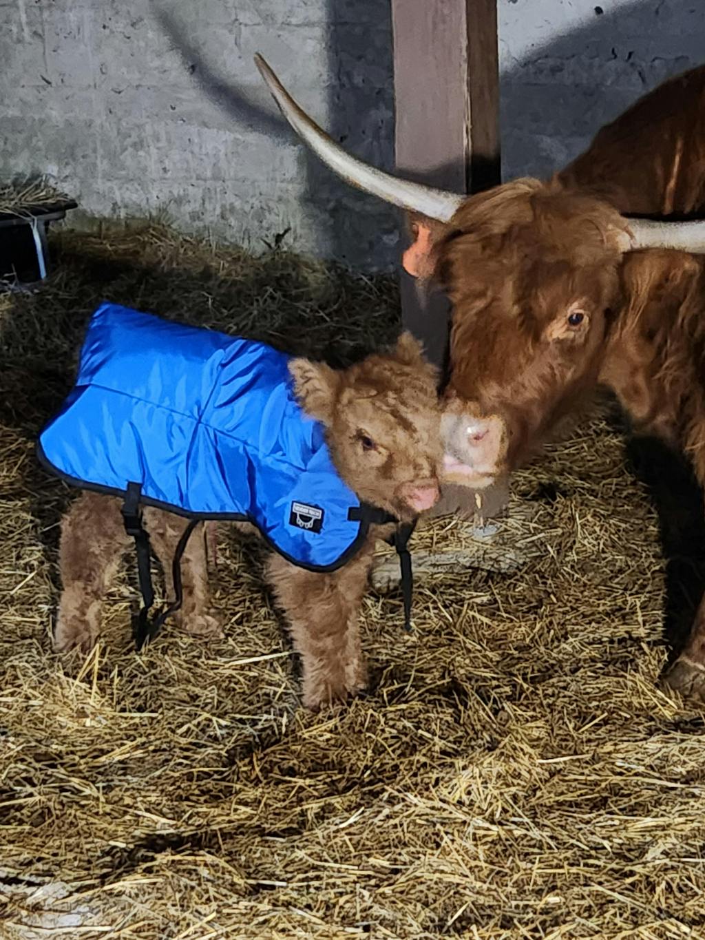 Udder Tech Bibbed Overalls - Waterproof – Udder Tech, Inc.