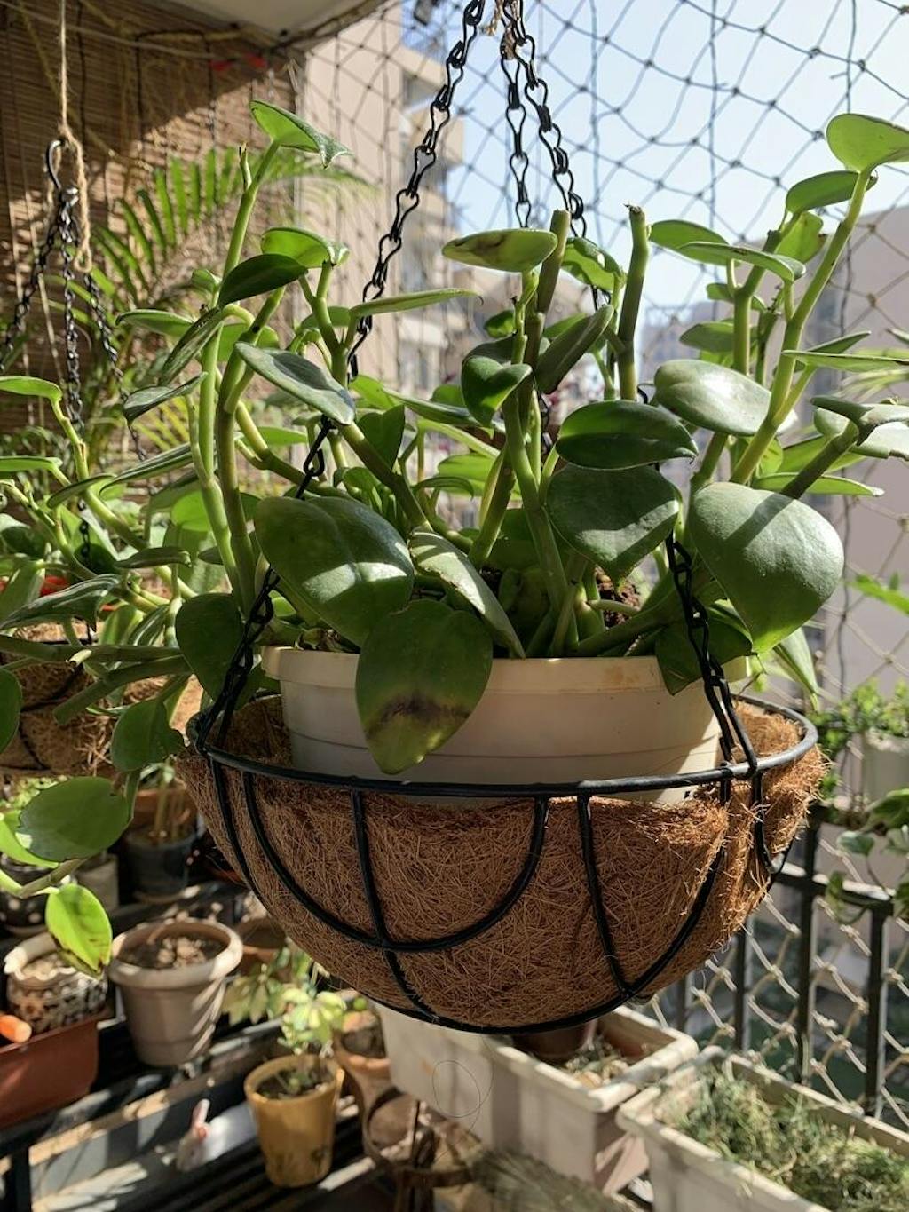 Buy Peperomia Green Creeper with Hanging Planter | Ugaoo