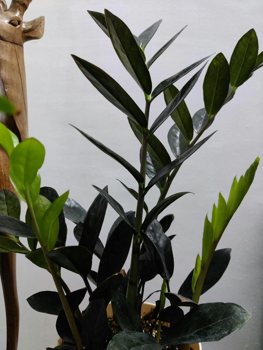 Zamia Black Plant