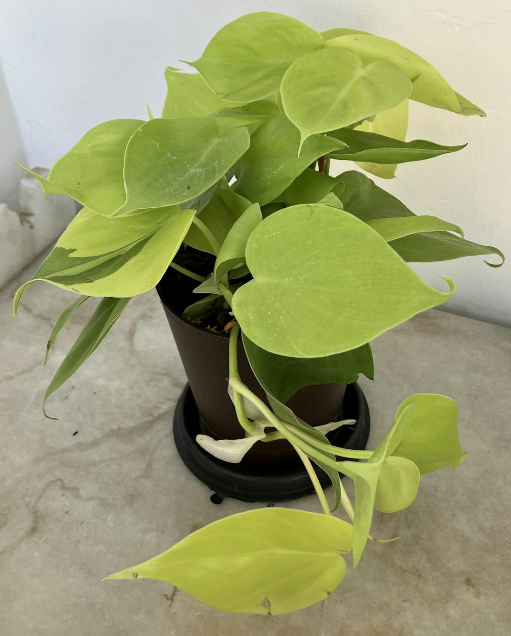 Philodendron Oxycardium Golden Plant