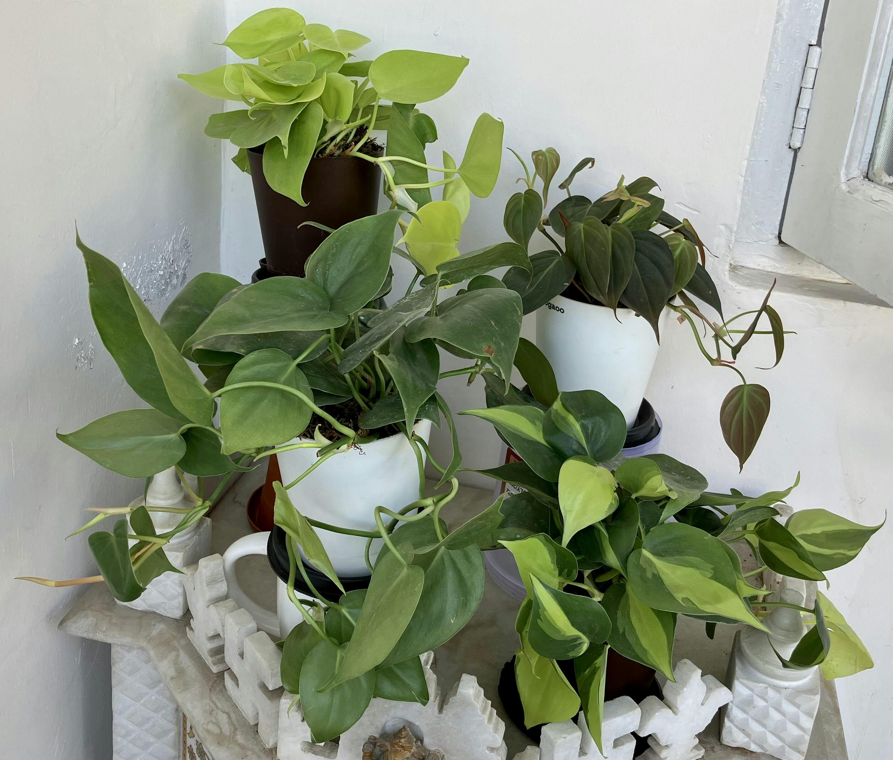 Philodendron Oxycardium Golden Plant