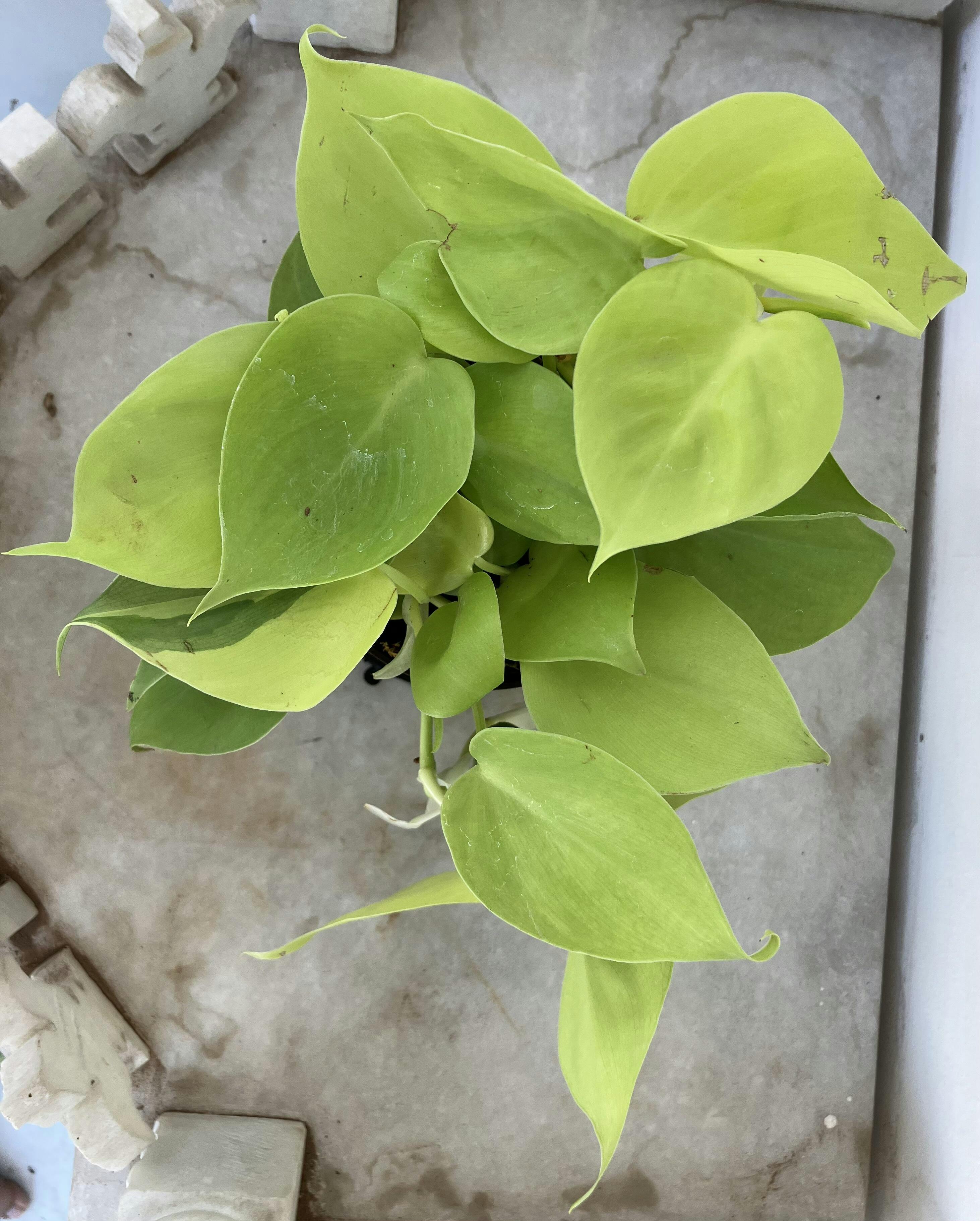 Philodendron Oxycardium Golden Plant