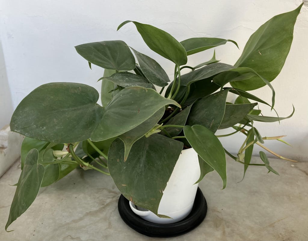 Philodendron Oxycardium Green Plant
