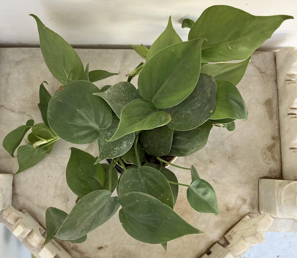 Philodendron Oxycardium Green Plant