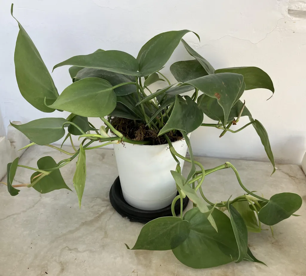 Philodendron Oxycardium Green Plant