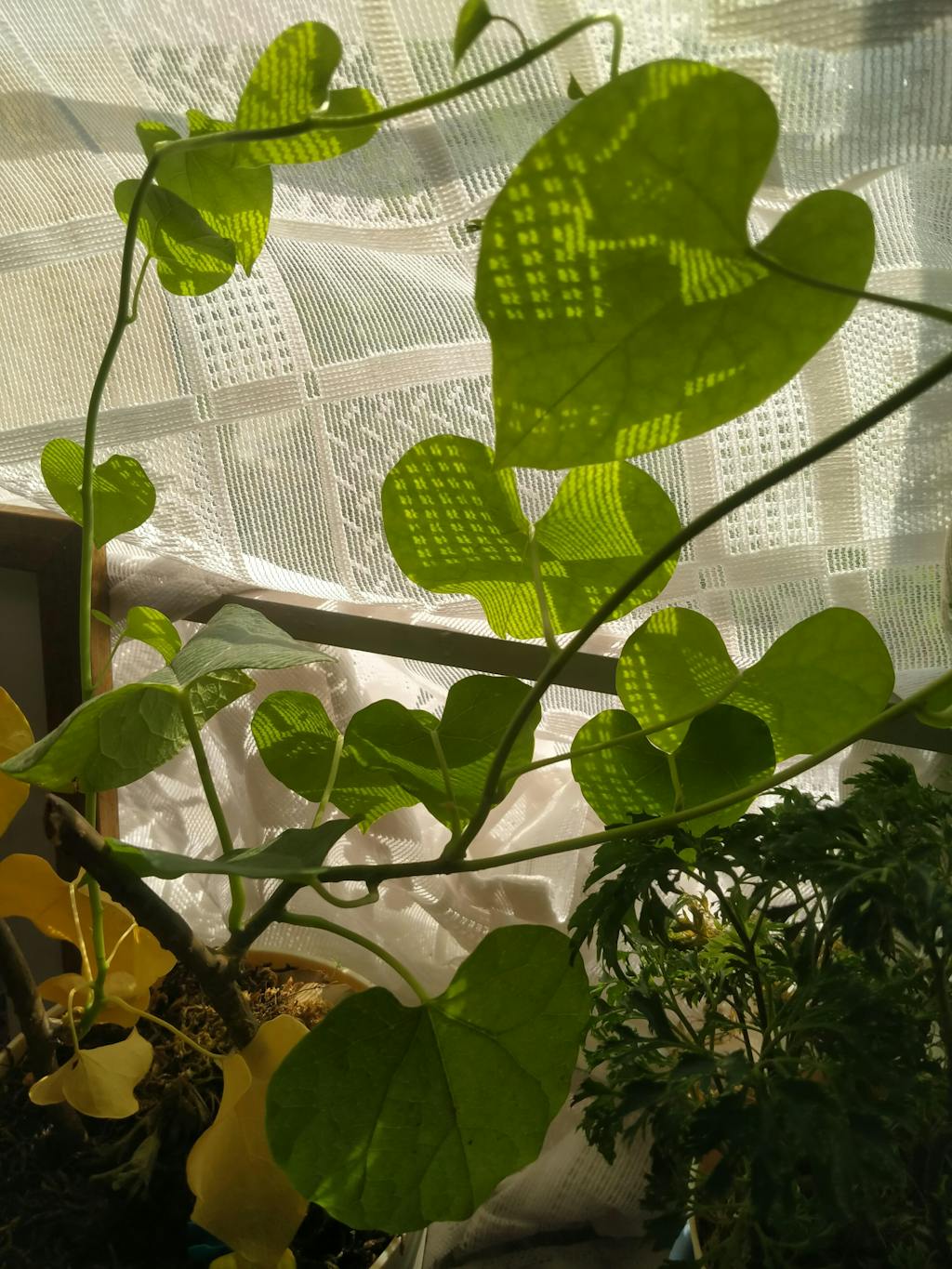 Gulvel Plant – Ugaoo