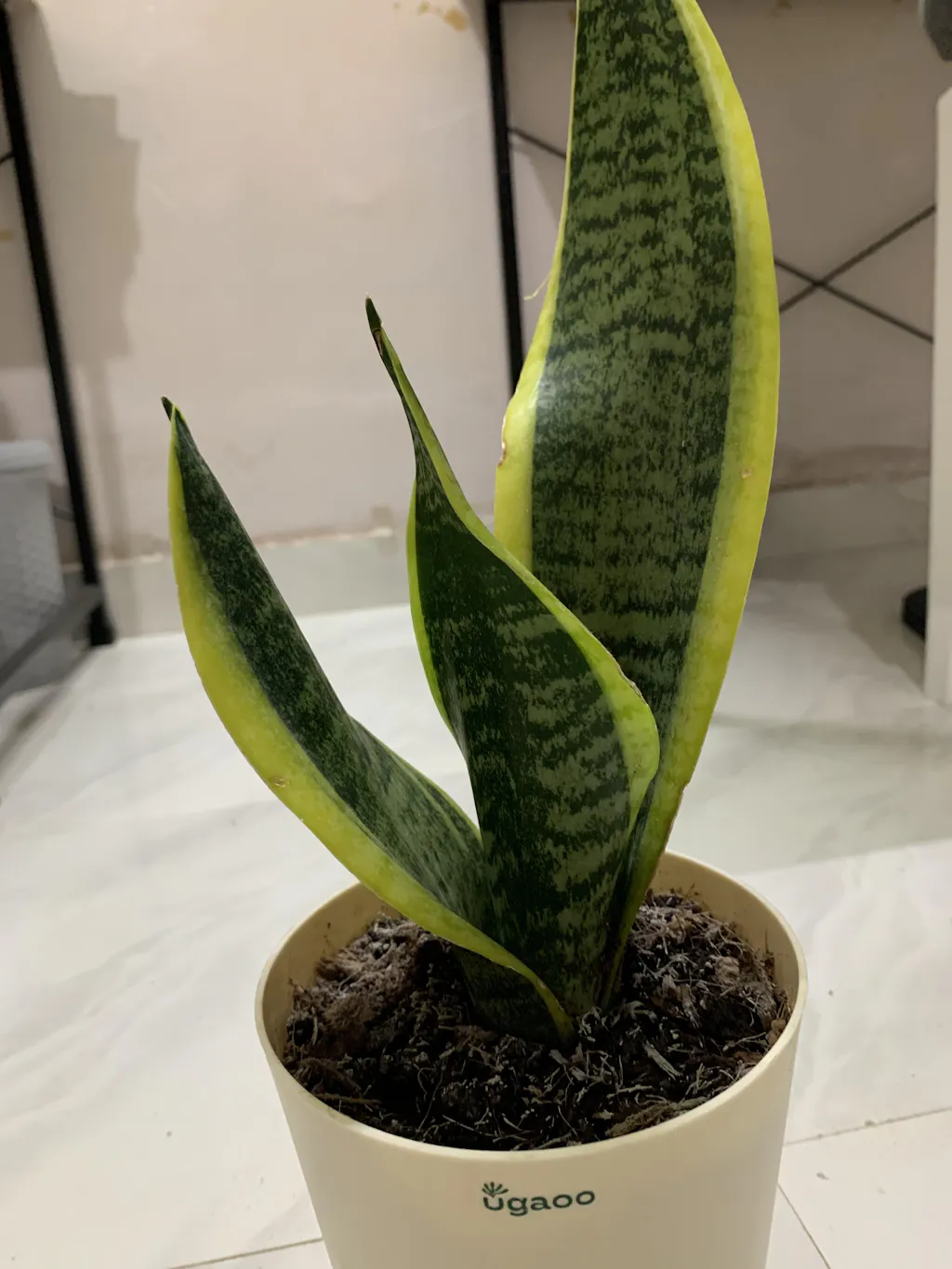 Snake Plant - Futura Superba