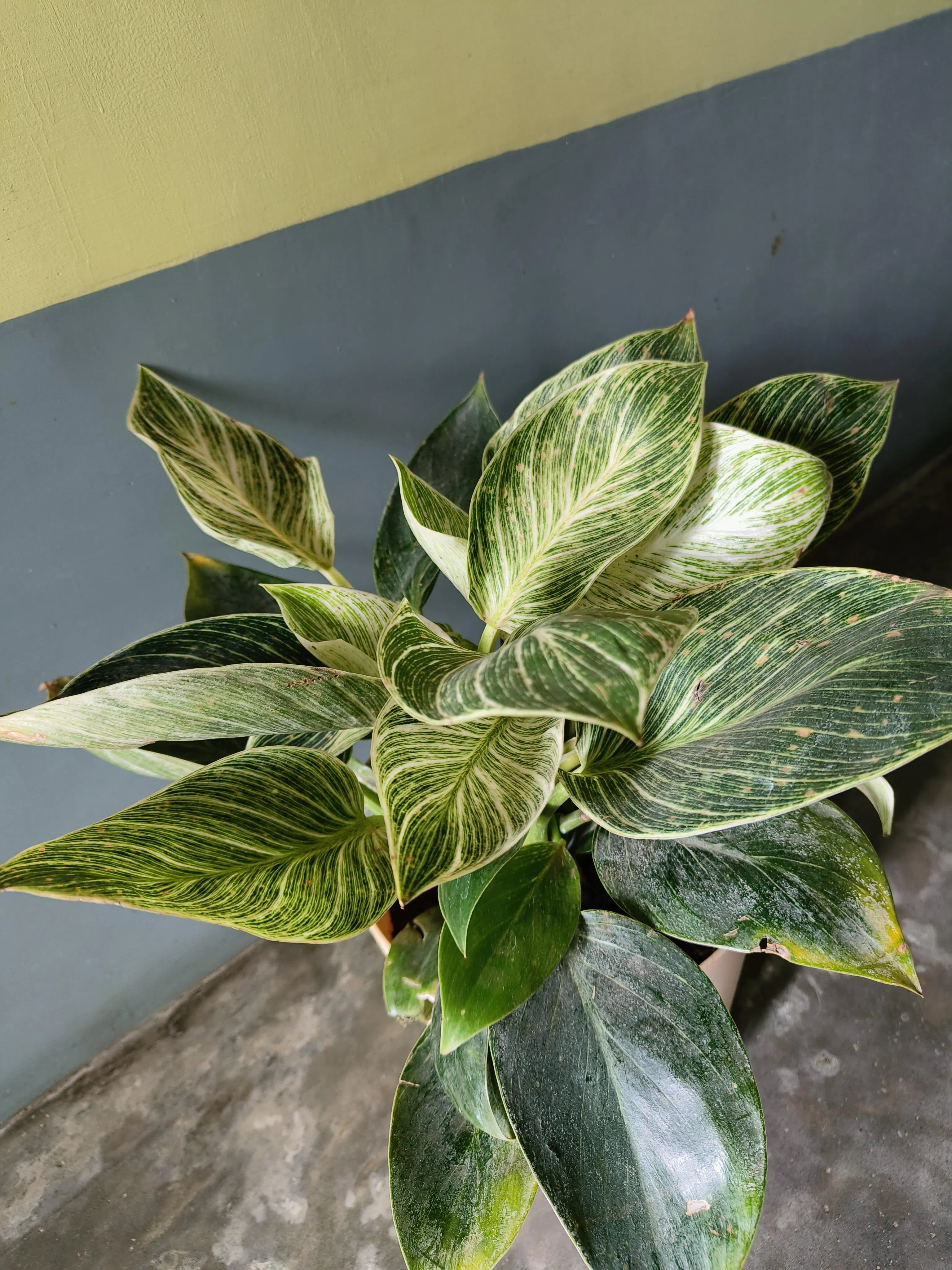 Philodendron Birkin Plant