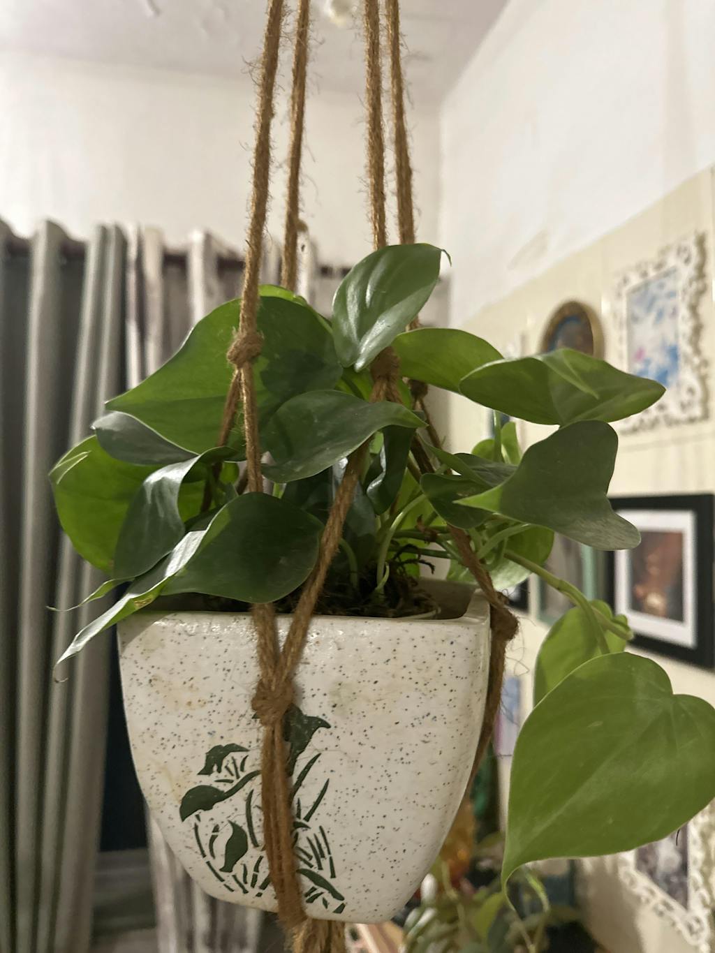 Philodendron Oxycardium Green Plant