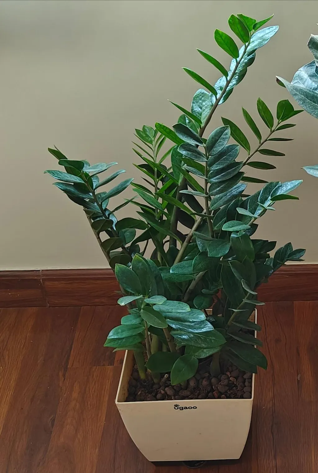 Buy Large ZZ Plant | Low Maintenance & Perfect for Beginners | Ugaoo
