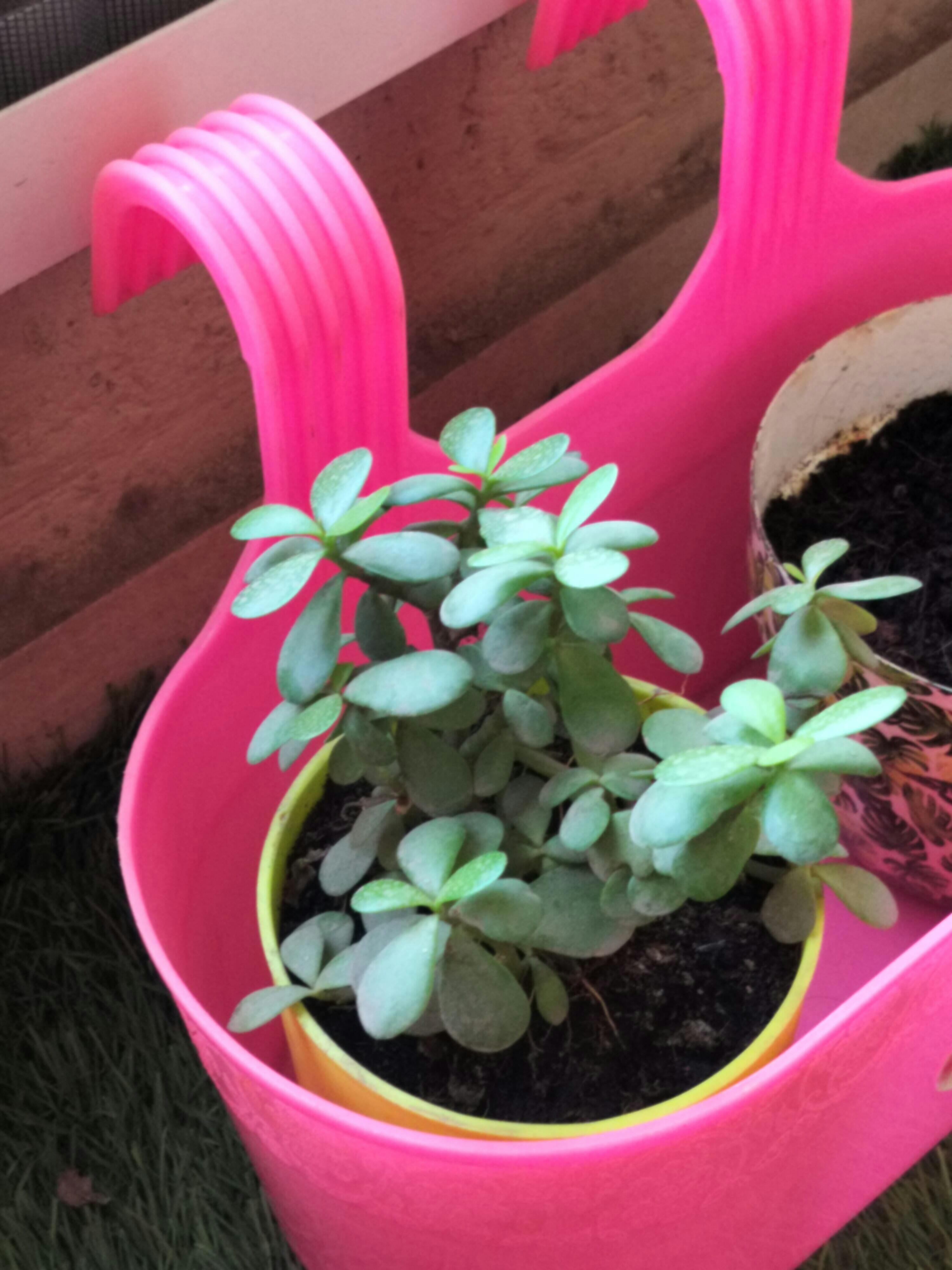 Plant Growth Sticks Pack | Promote Healthy Growth & Blooms