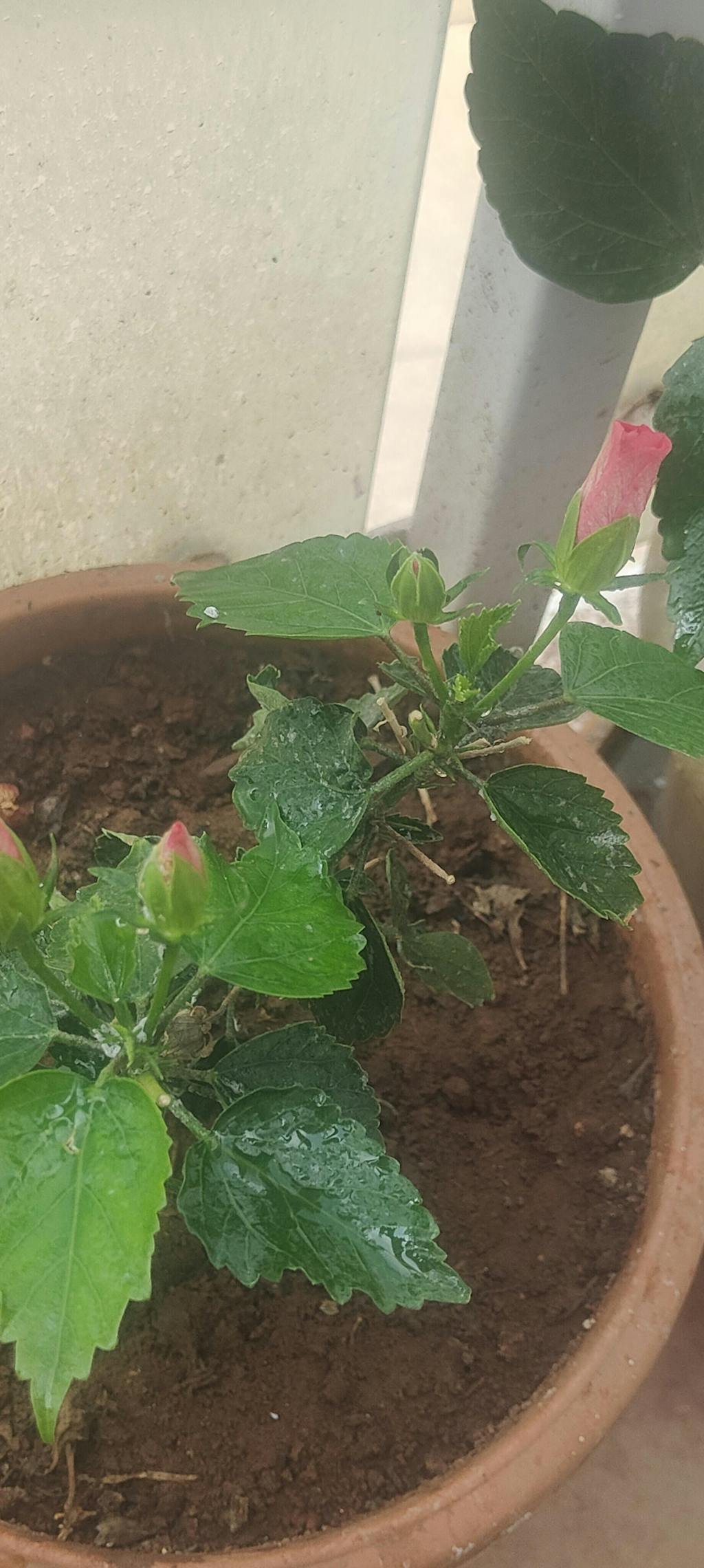 Bloom Stick Fertilizer Packs: Nourish Plants for Stunning Blooms