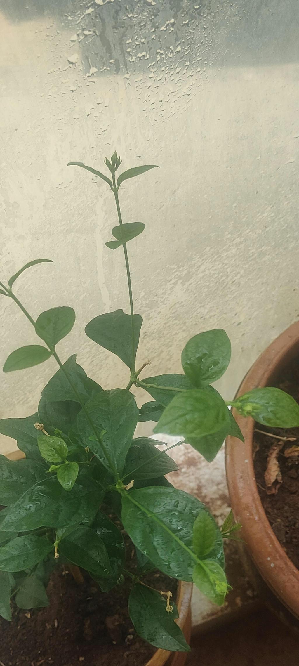 Bloom Stick Fertilizer Packs: Nourish Plants for Stunning Blooms