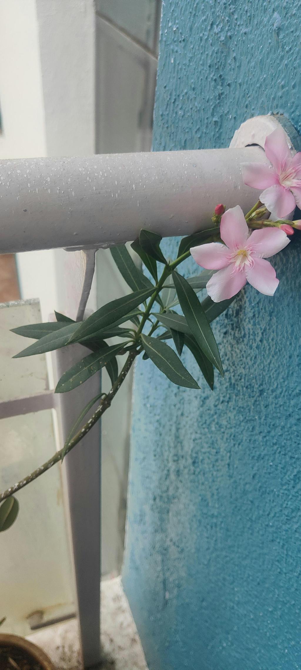 Bloom Stick Fertilizer Packs: Nourish Plants for Stunning Blooms