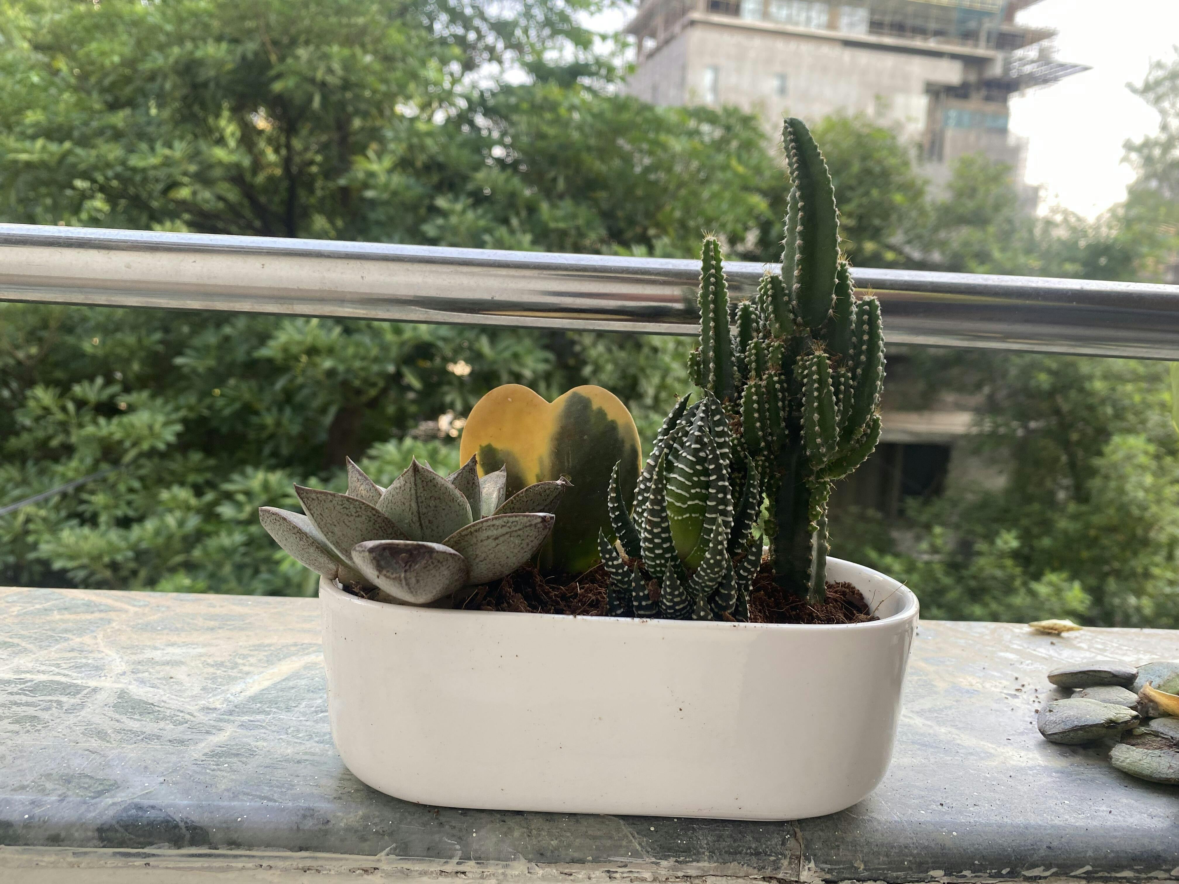 Buy the Elongated Cactus Plant online: Slow-growing and easy to maintain