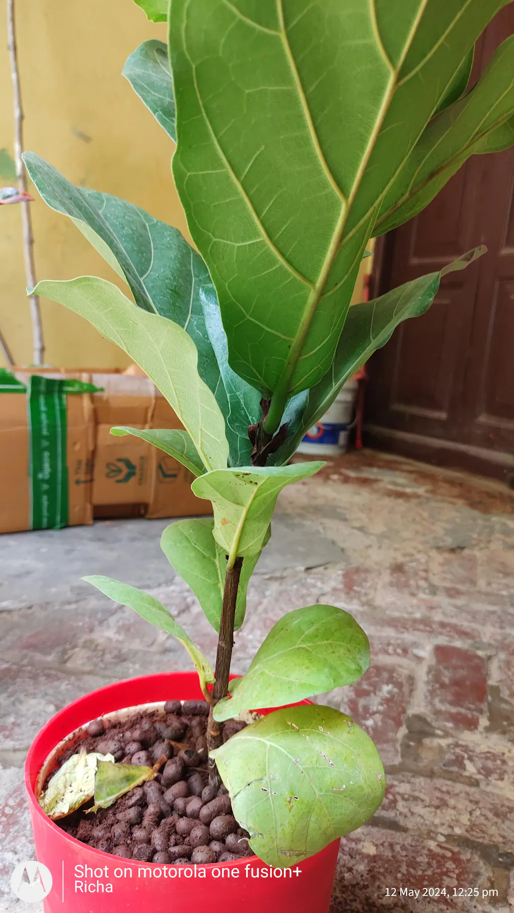 Fiddle Leaf Fig Plant