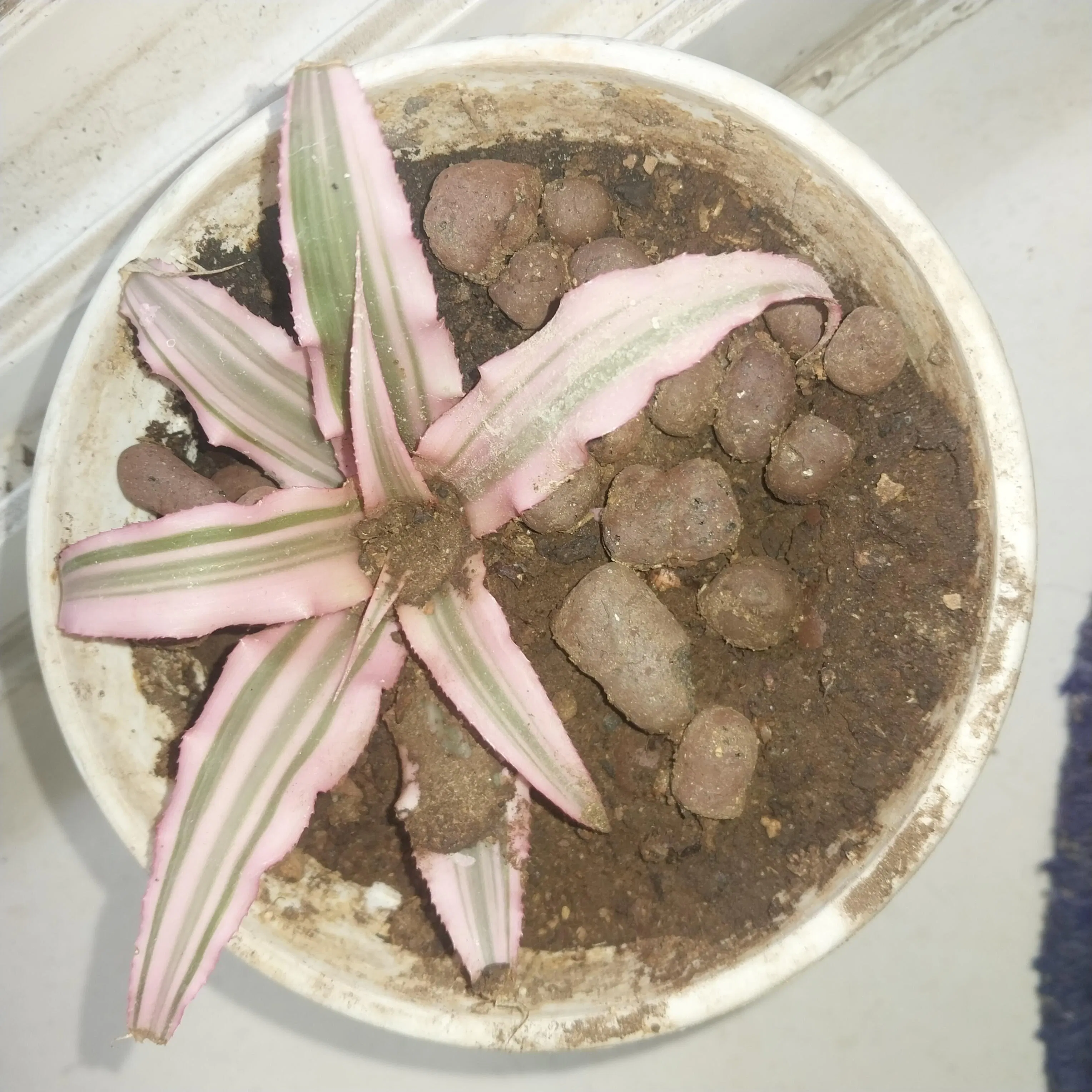 Earth Star Plant - Pink