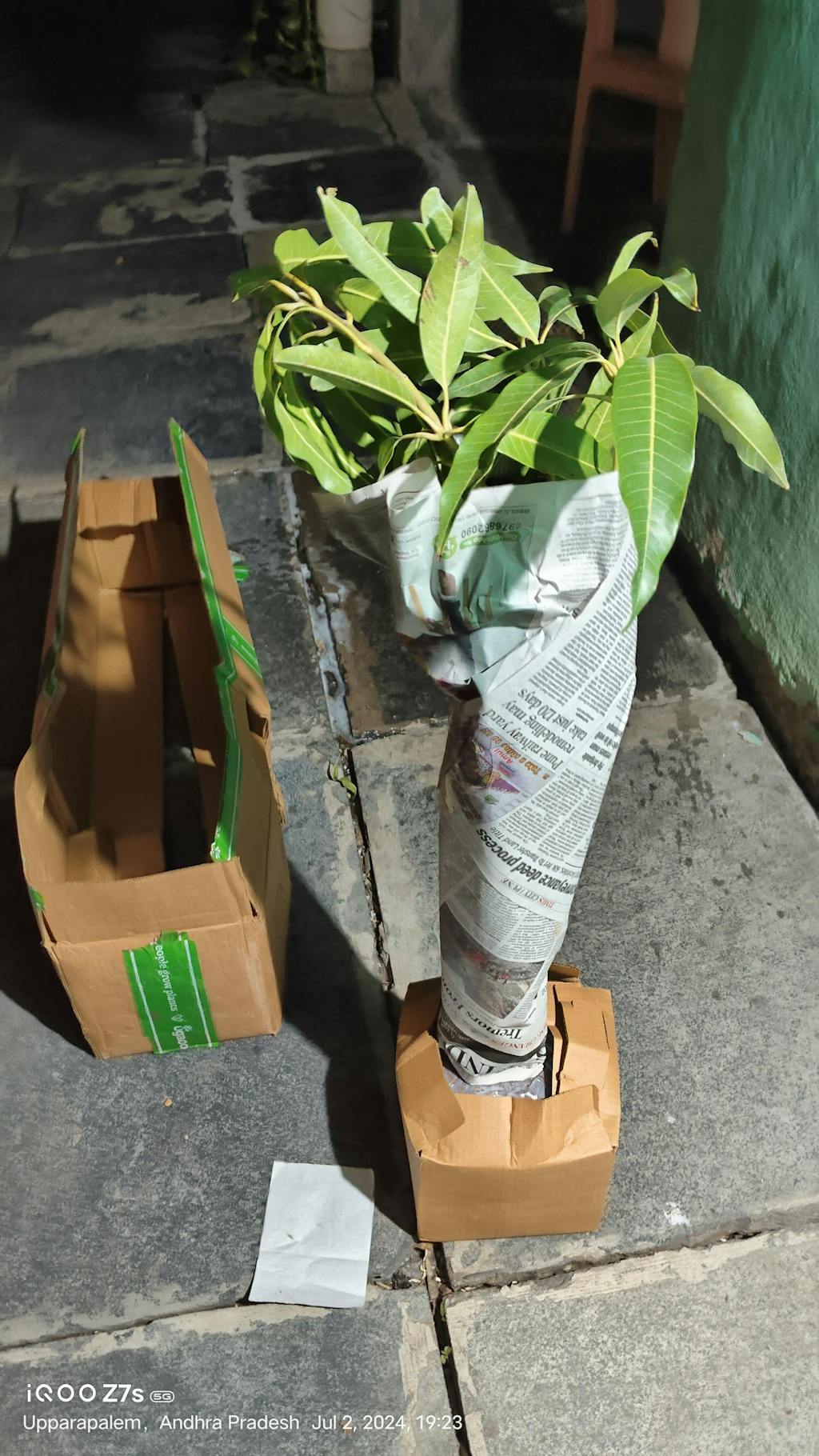 Buy Mango Plant Online | Safe Home Delivery of Plants – Ugaoo