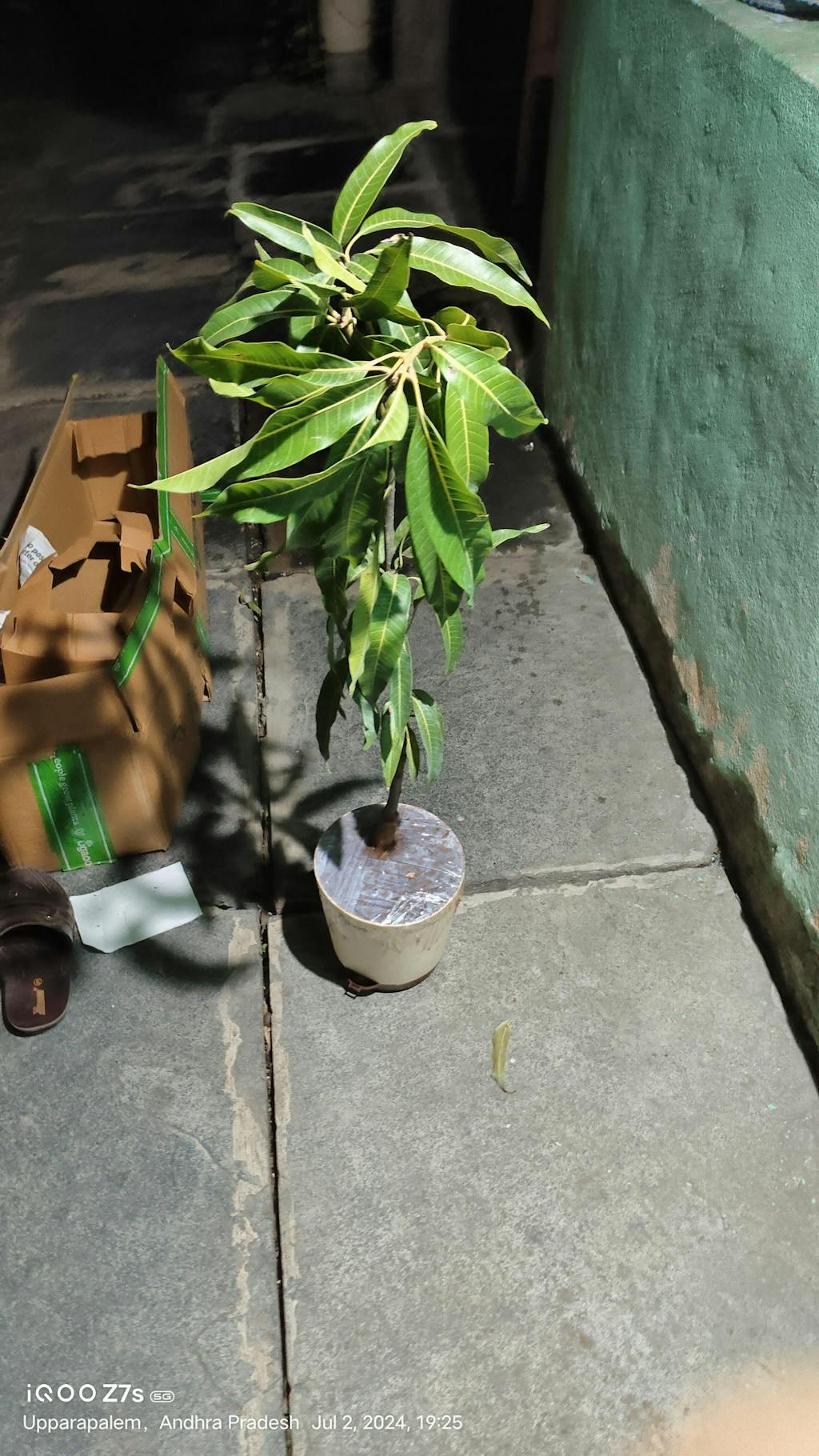 Buy Mango Plant Online | Safe Home Delivery of Plants – Ugaoo