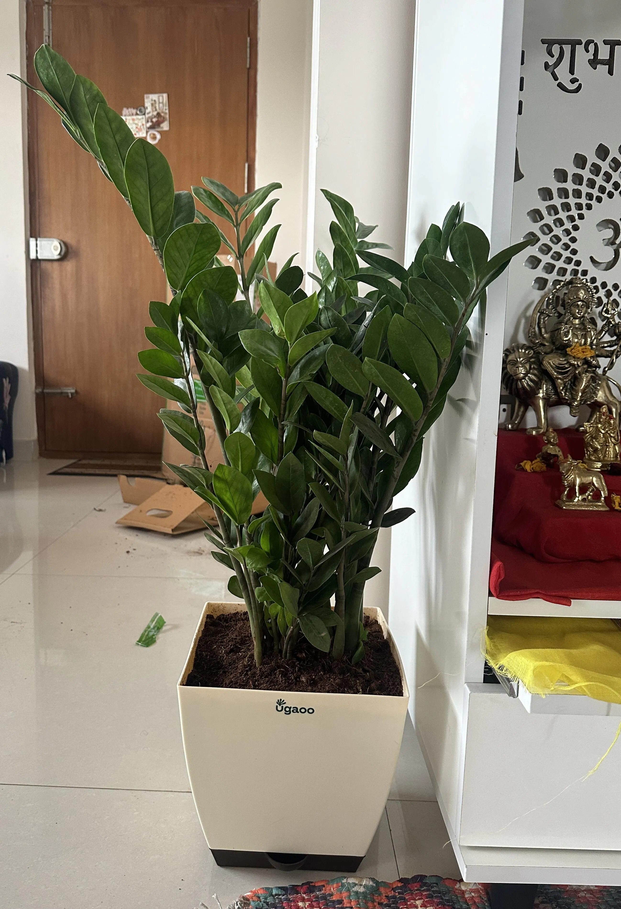 Buy Large ZZ Plant | Low Maintenance & Perfect for Beginners | Ugaoo