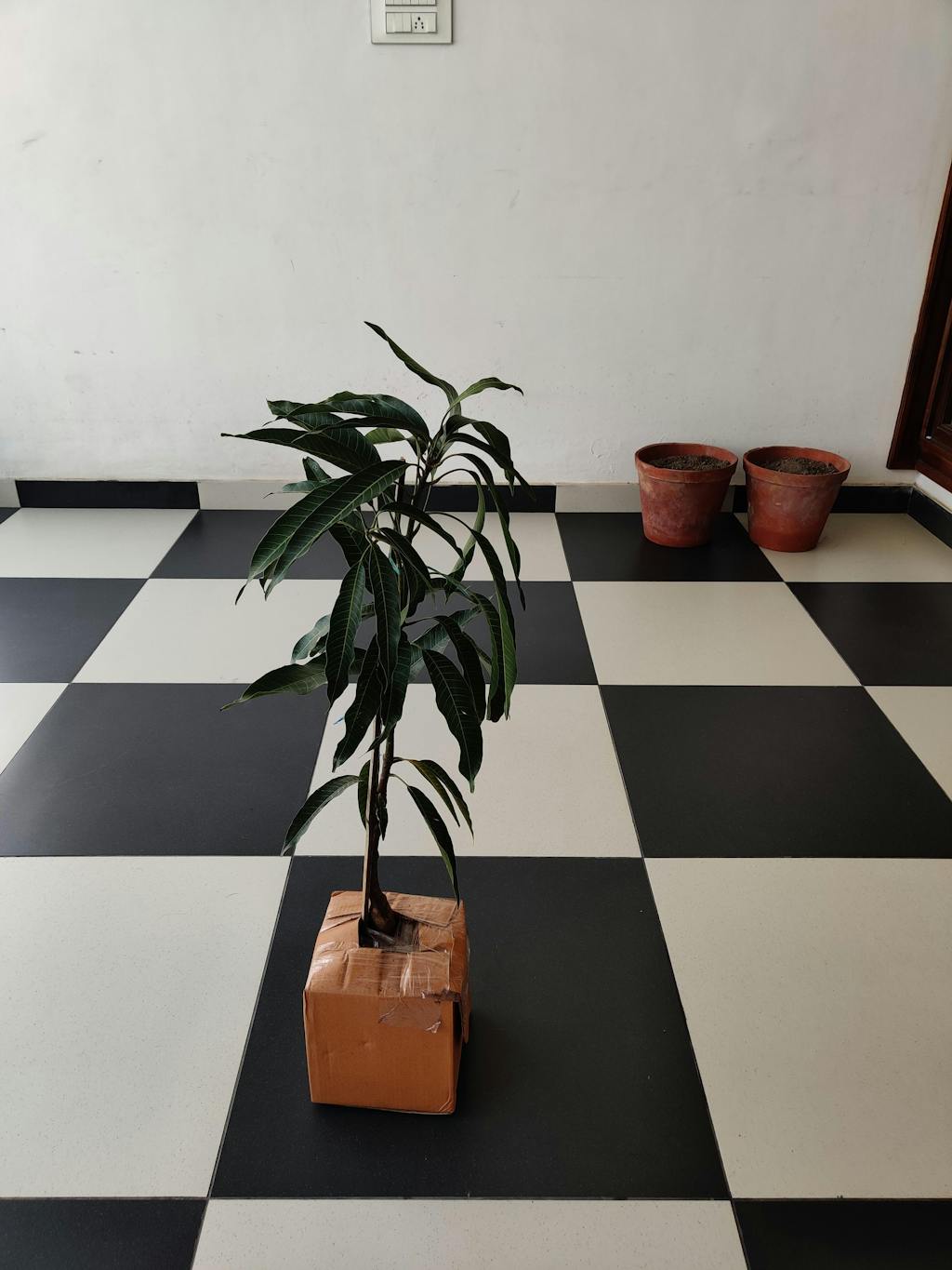 Buy Mango Plant Online | Safe Home Delivery of Plants – Ugaoo