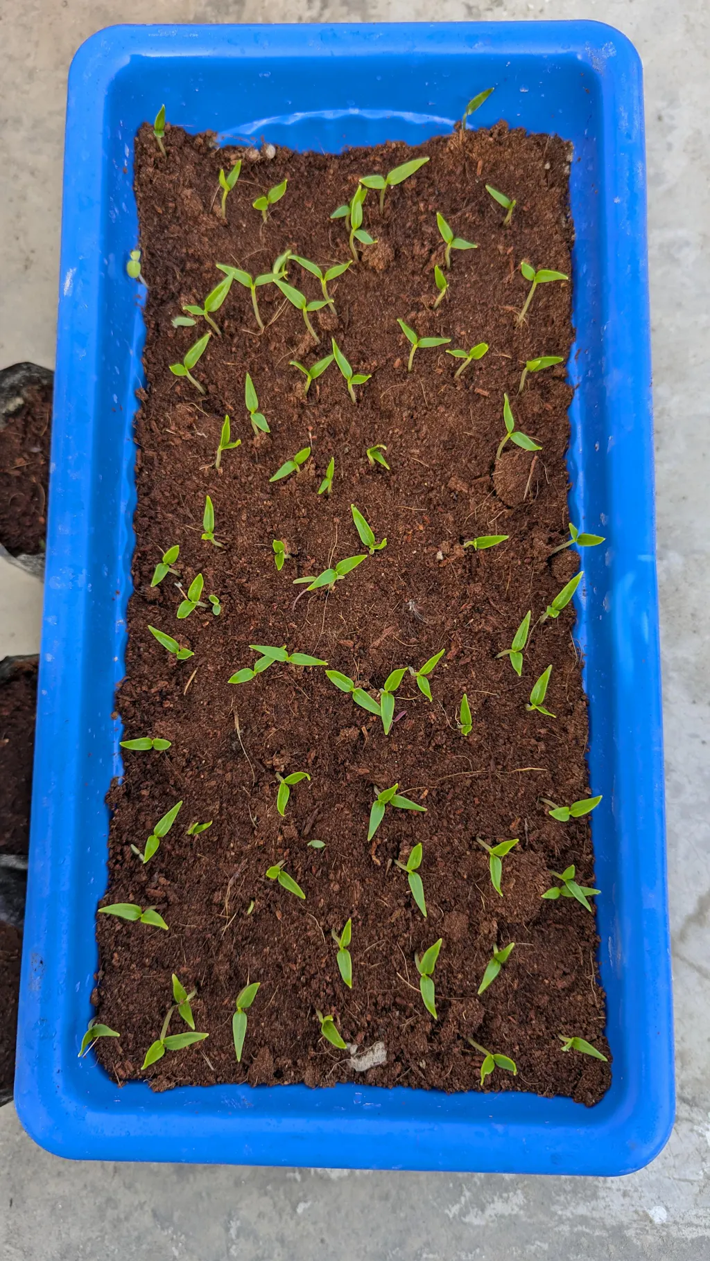 Capsicum Seeds – Ugaoo