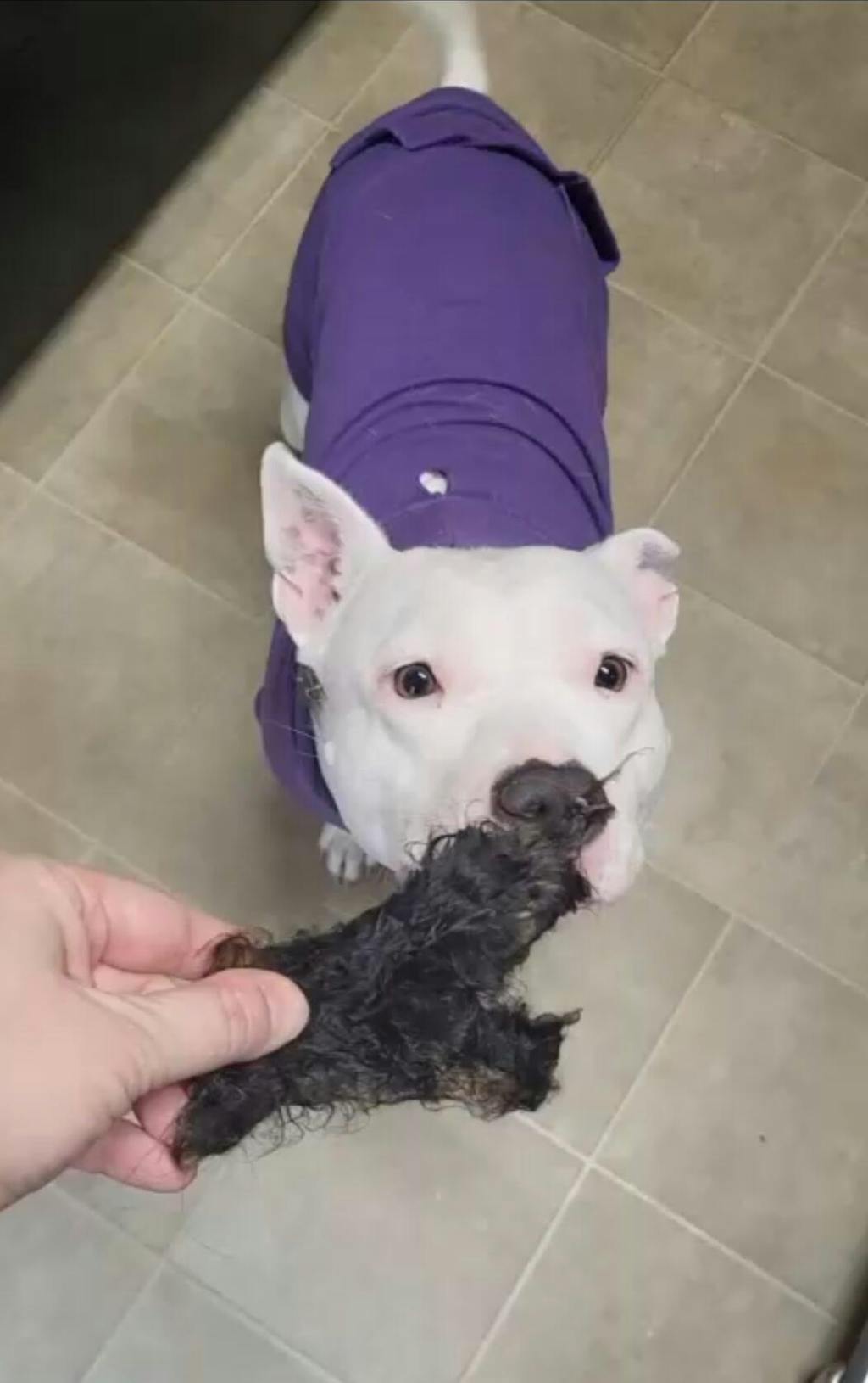 Sample Pack – Chips, Chunks & Scraps | Ugly Chews Mystery Treats