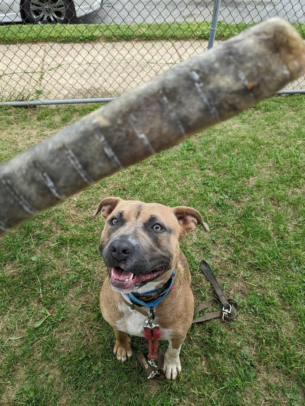 Hair-On Hide Rolls - Ugly Chews
