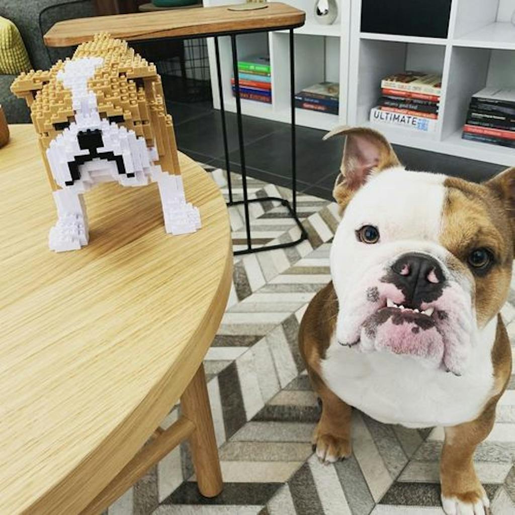 English Bulldog - Pet Building Kit - Build 'Em Pets