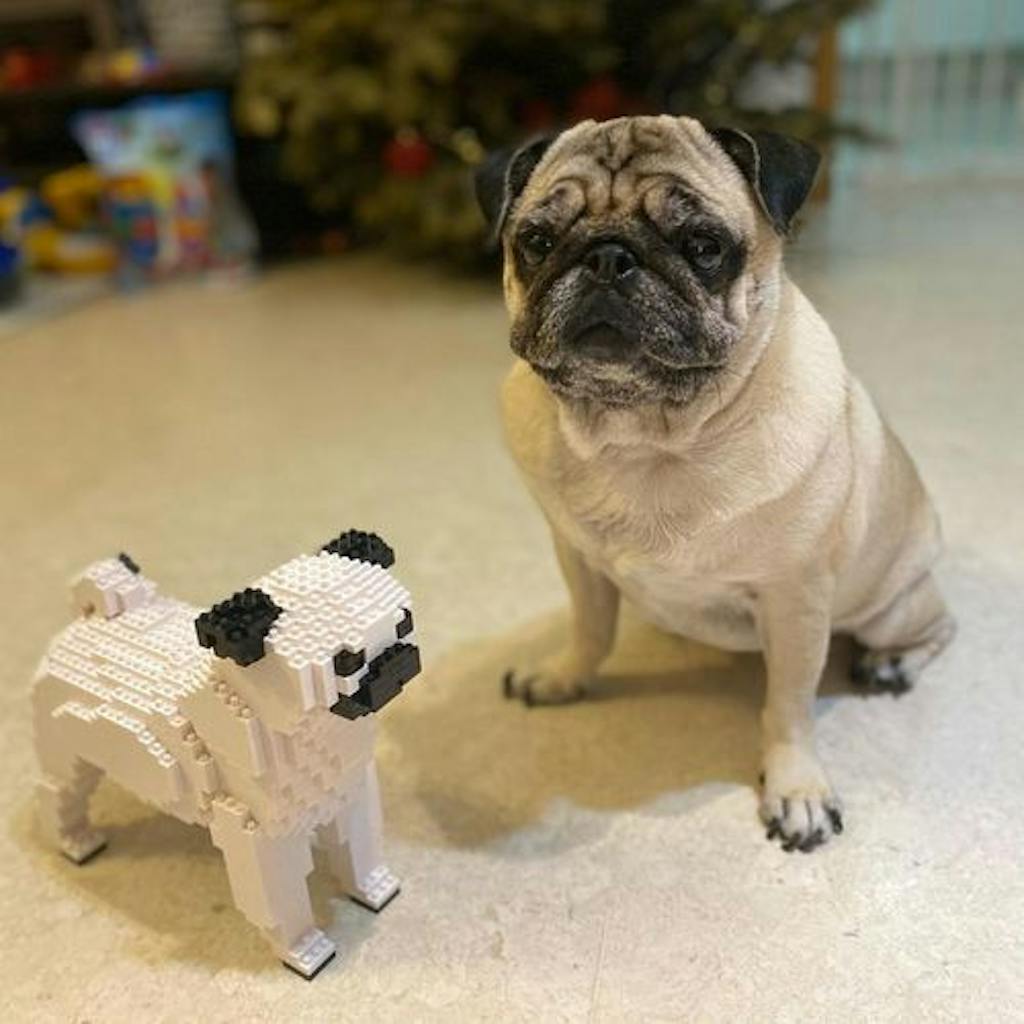 Pug - Pet Building Kit - Build 'Em Pets