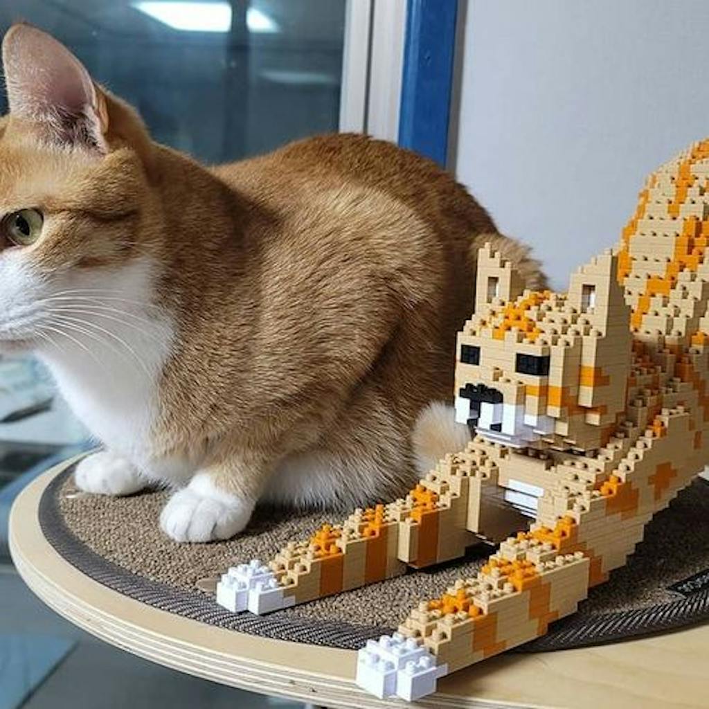 Tabby Cat - Pet Building Kit - Build 'Em Pets