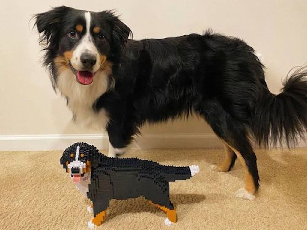 Bernese Mountain Dog - Pet Building Kit - Build 'Em Pets